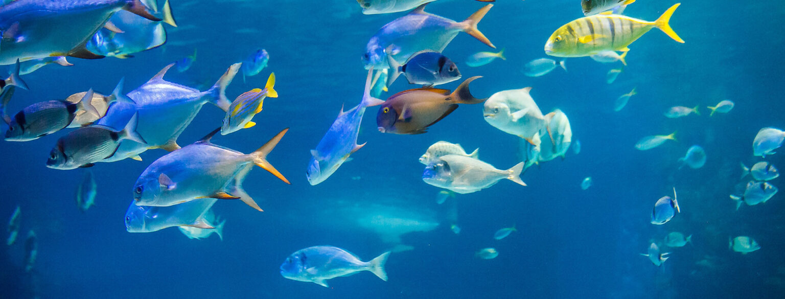 Event: Understanding OECMs to achieve the 30 by 30 target - EBCD