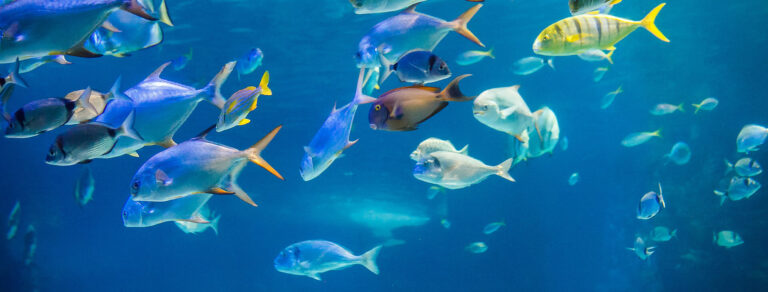 UN Fish Stock Agreement: Serge Garcia informs State Parties about ...