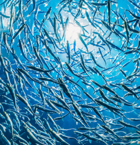 European Bureau for Conservation and Development | EBCD.ORG